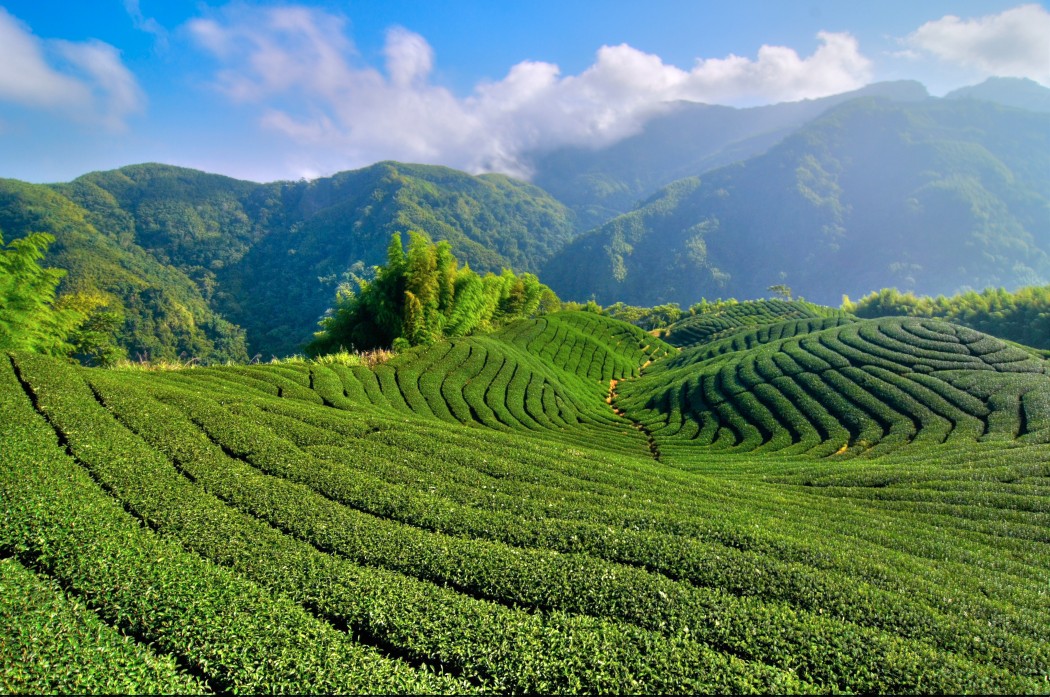 How Climate Change Threatens Our Morning Tea: The Interview - Impakter