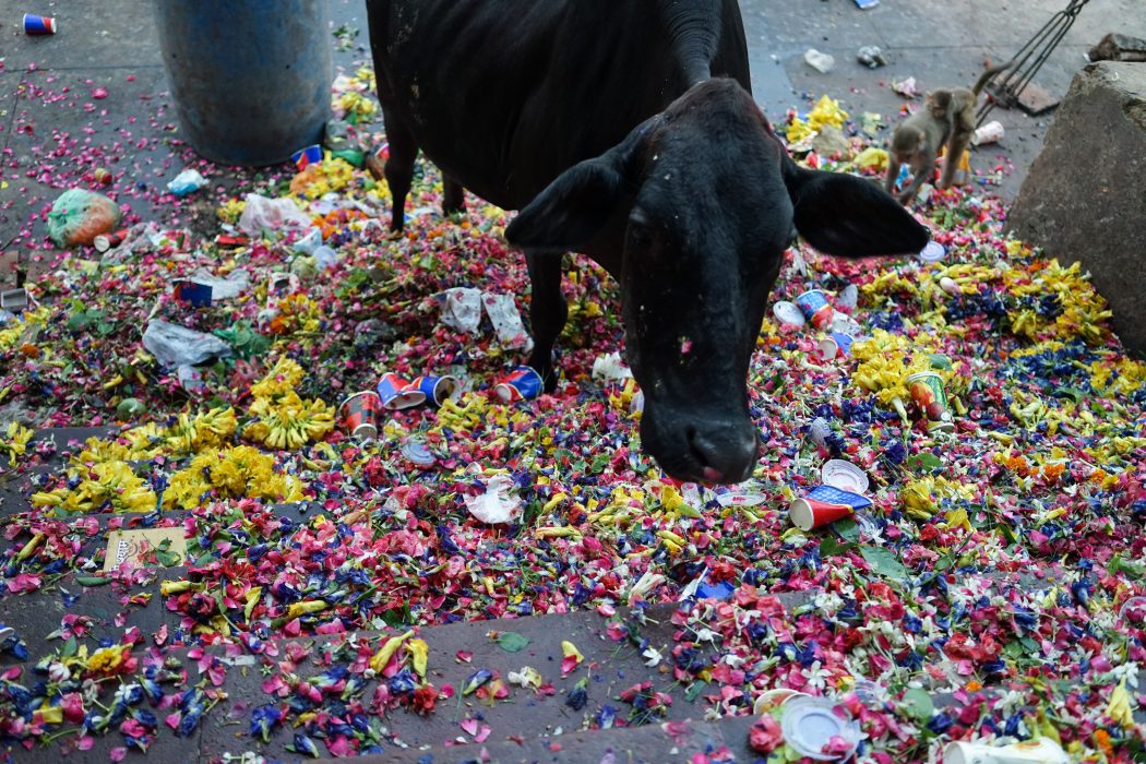 Flower Pollution: Reviving the Ganges and Providing Livelihoods - Impakter