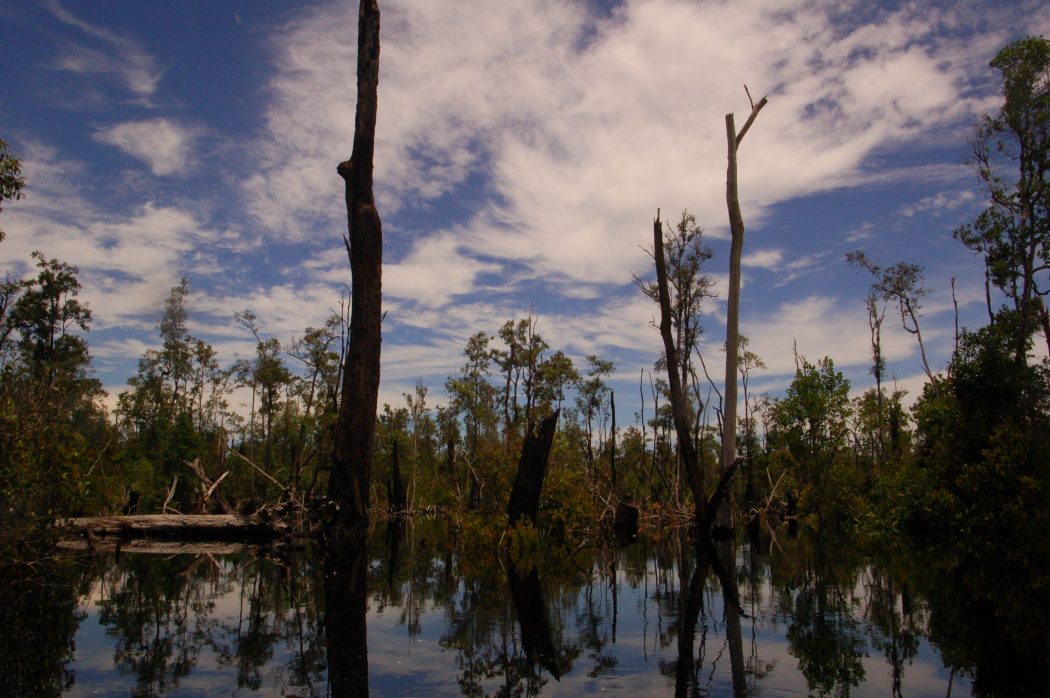 Peat Swamps: The Forgotten Fix for Climate Change - Impakter