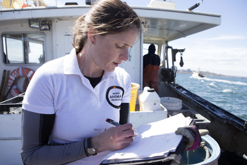 Sea warrior women protecting marine life from ghost gear - Impakter