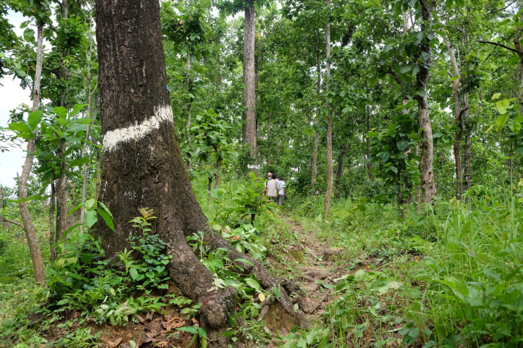 Forests: Our Hope for Reducing Climate Change - Impakter