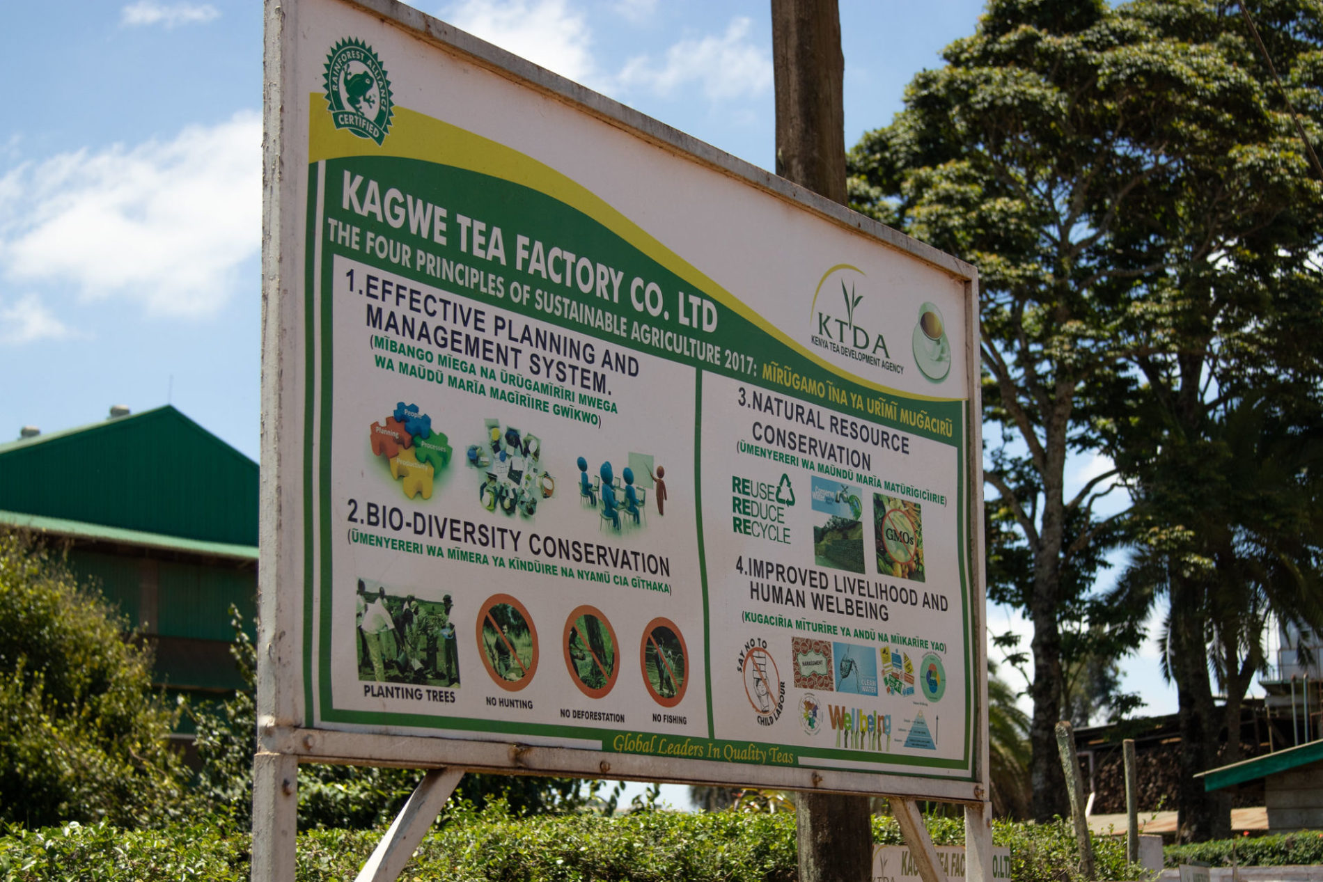 Investing in Clean Energy in Kenya’s Tea-Growing Landscapes - Impakter