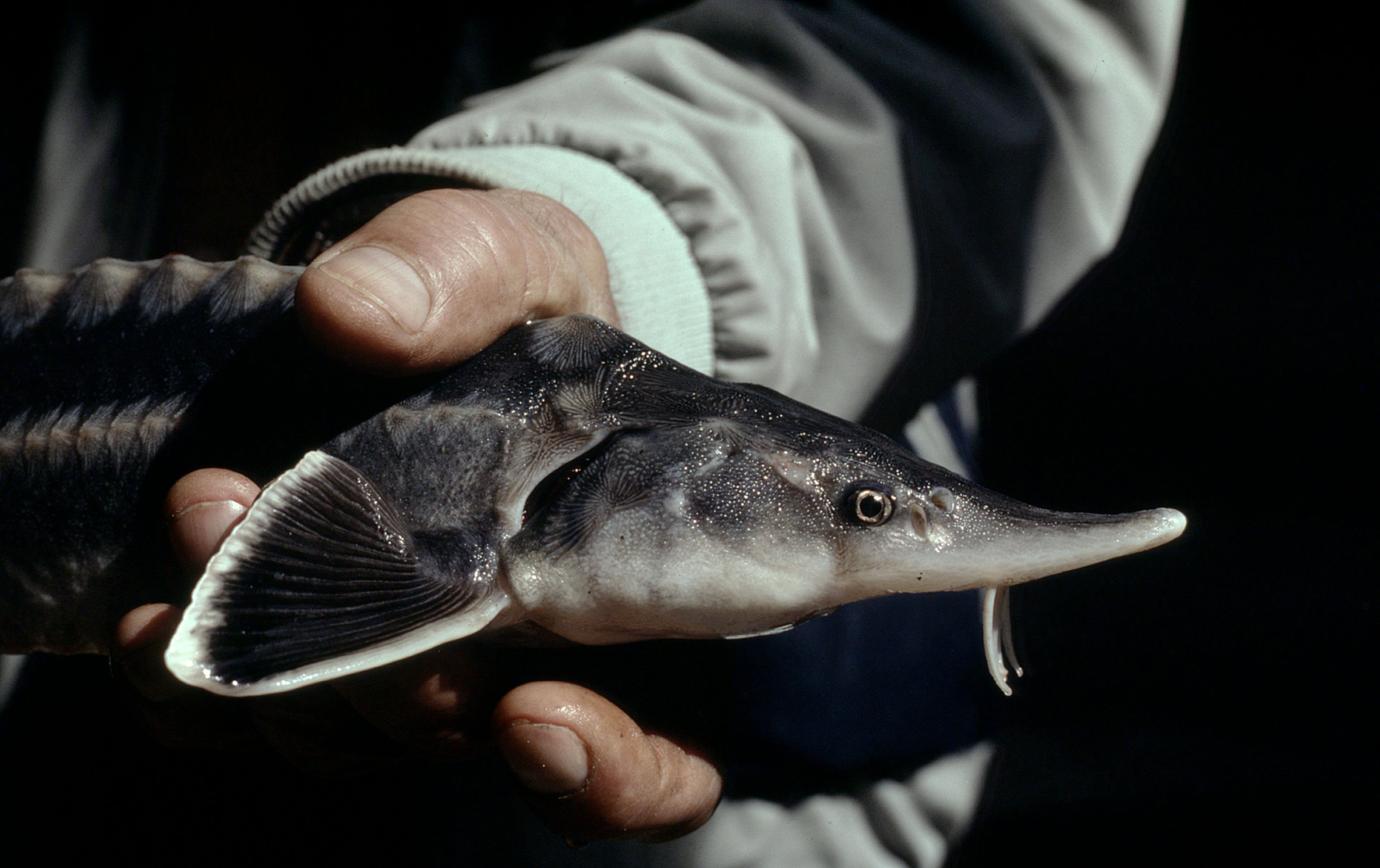 Another Species Now Officially Extinct - Impakter