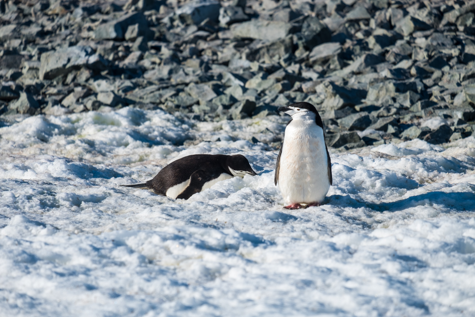 Action for Antarctica: Saving the World’s Last Great Wilderness - Impakter