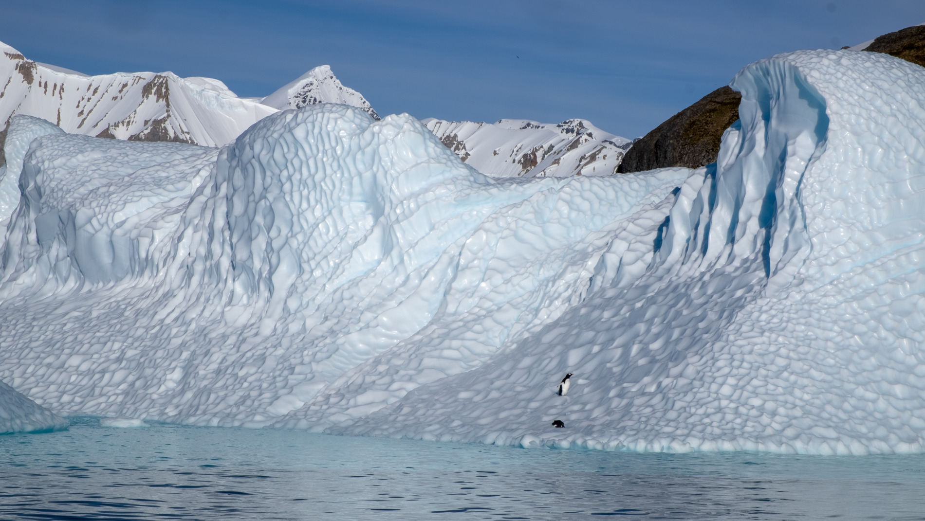 Action for Antarctica: Saving the World’s Last Great Wilderness - Impakter