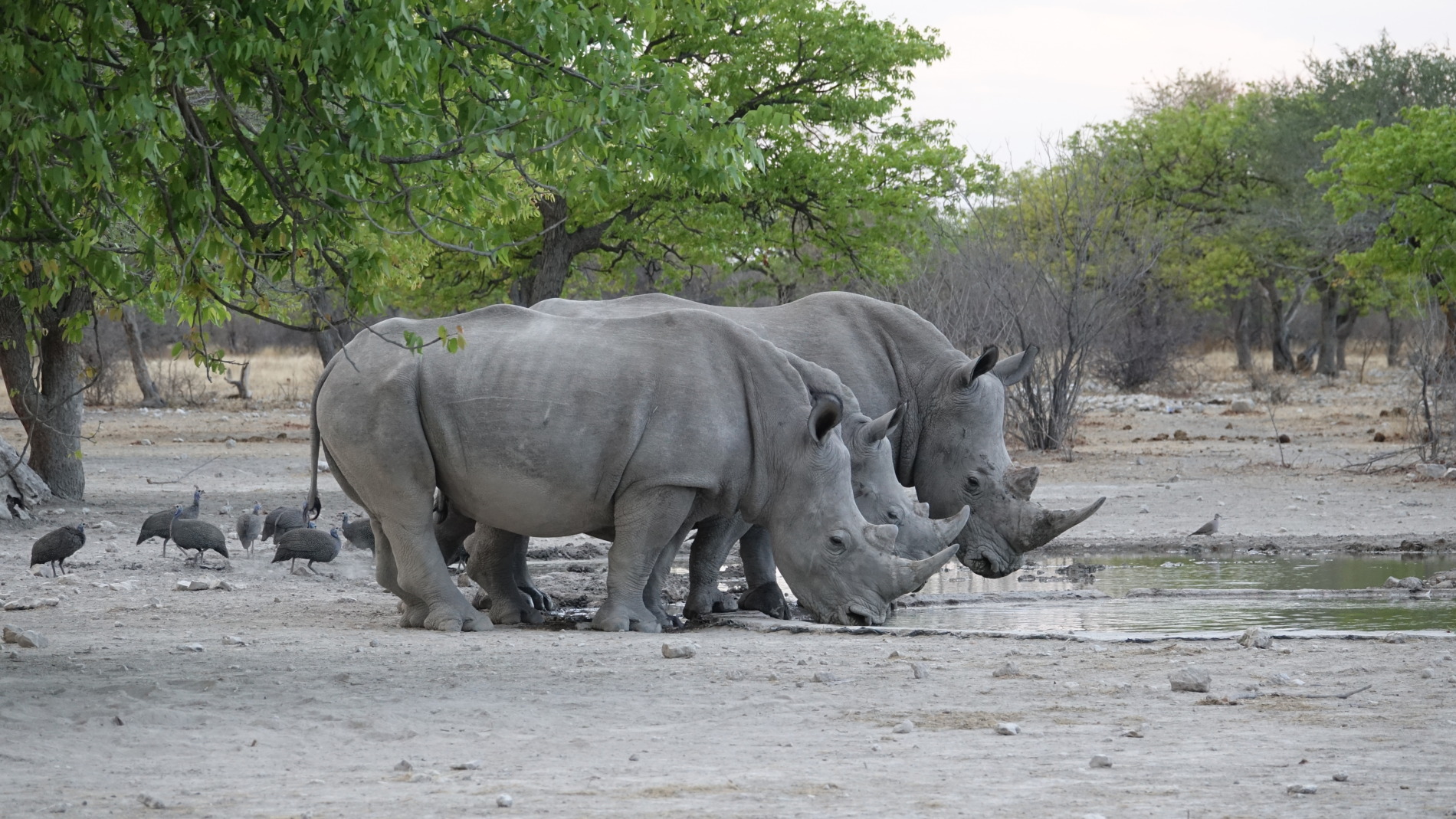 We Have to Start Now: Interview With Pharmacist and Animal Protection ...