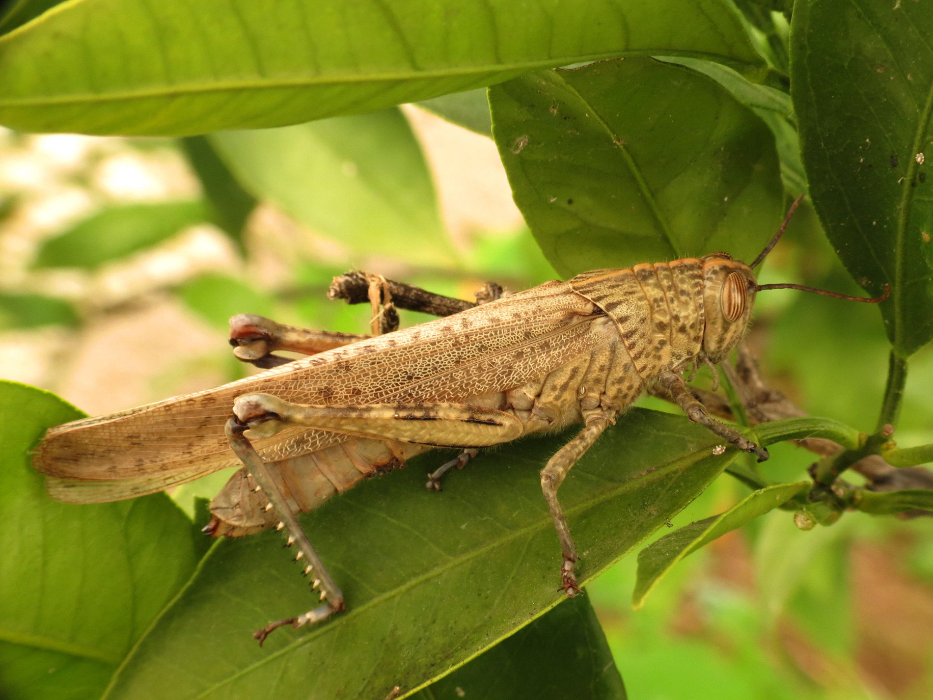 Locust Antennae Give Robot a Powerful Sense of Smell
