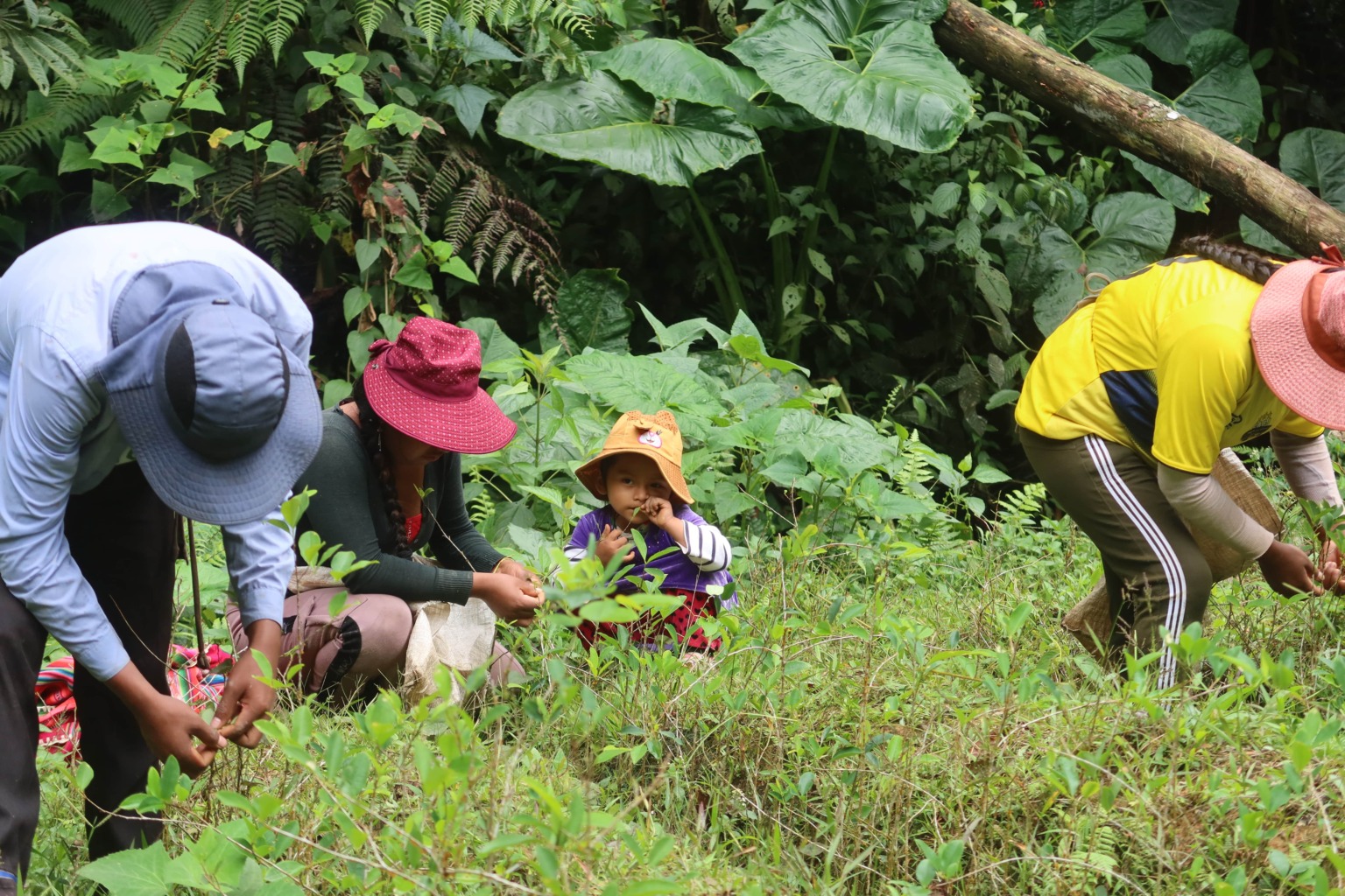 Coca Is Not Cocaine: The Truth Behind the Sacred South American Coca ...