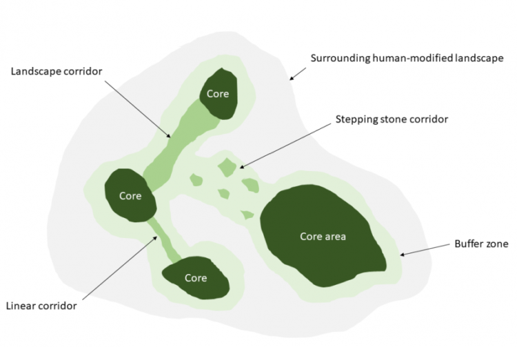 What Is Rewilding and Why Is It so Controversial? - Impakter