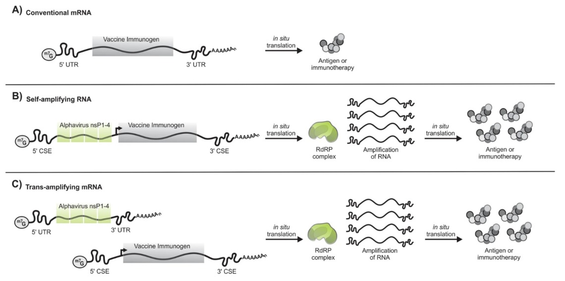 New ‘Self-Amplifying’ RNA-Based Vaccine: Progress or Possible Problems ...