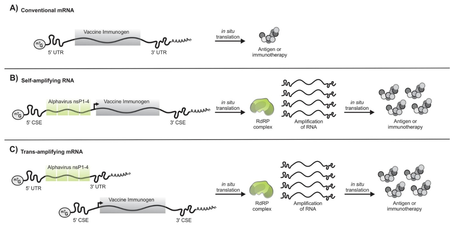 New ‘Self-Amplifying’ RNA-Based Vaccine: Progress or Possible Problems ...