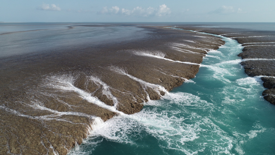 These Corals Could Hold the Key to Saving Our Reefs - Impakter